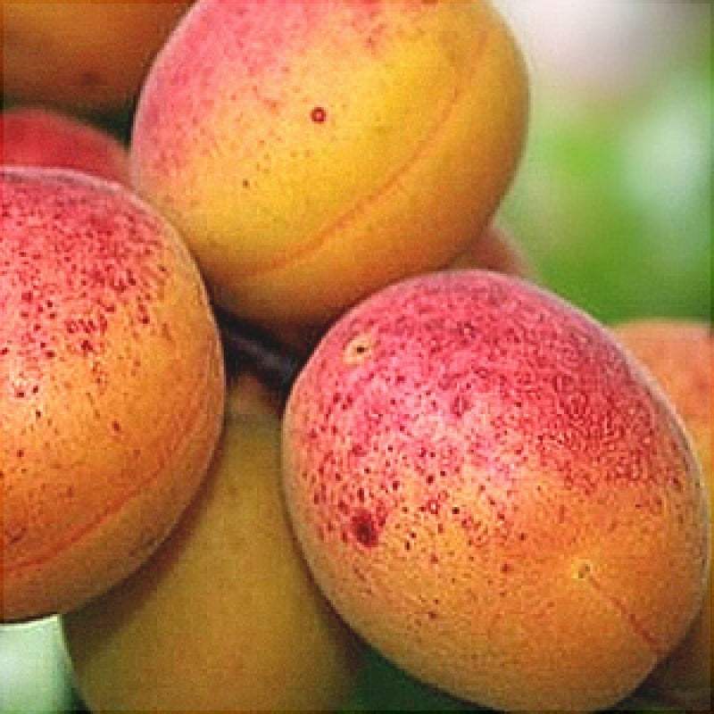 Pomi Columnari Fructiferi – Pepiniera României