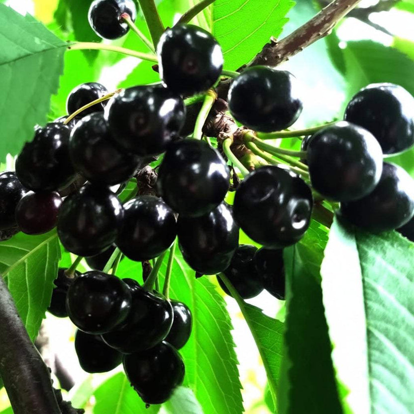 Pomi Columnari Fructiferi – Pepiniera României