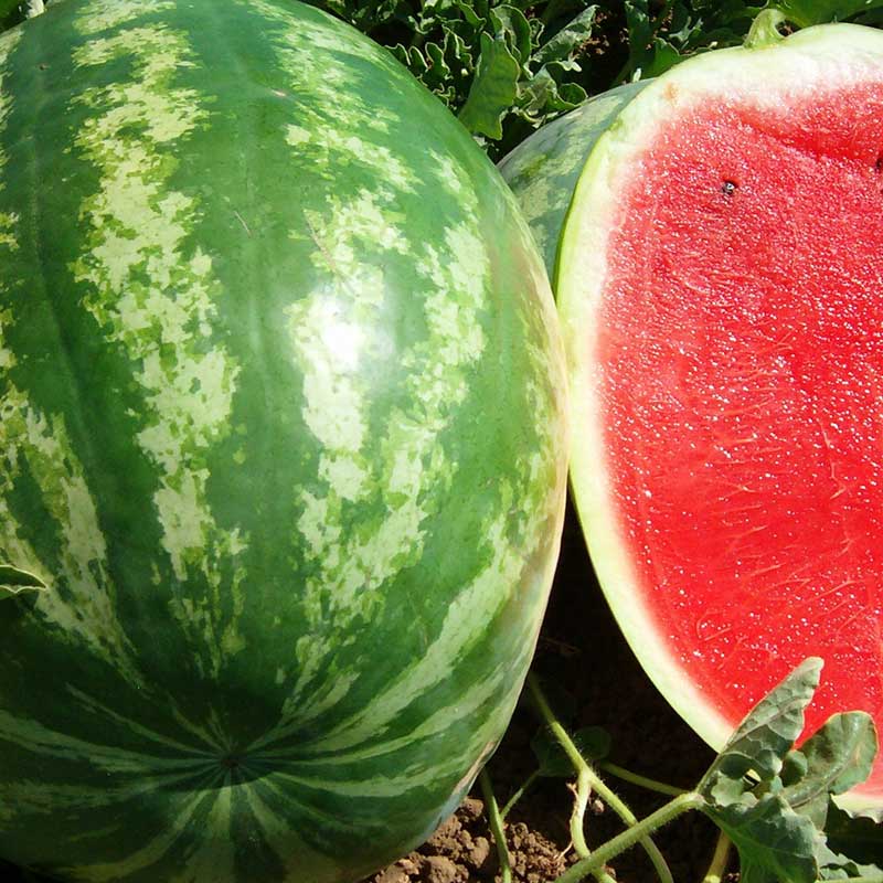 Pomi Columnari Fructiferi – Pepiniera României